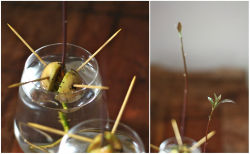 Jak zaštipovat avokádo | Jenfit.cz